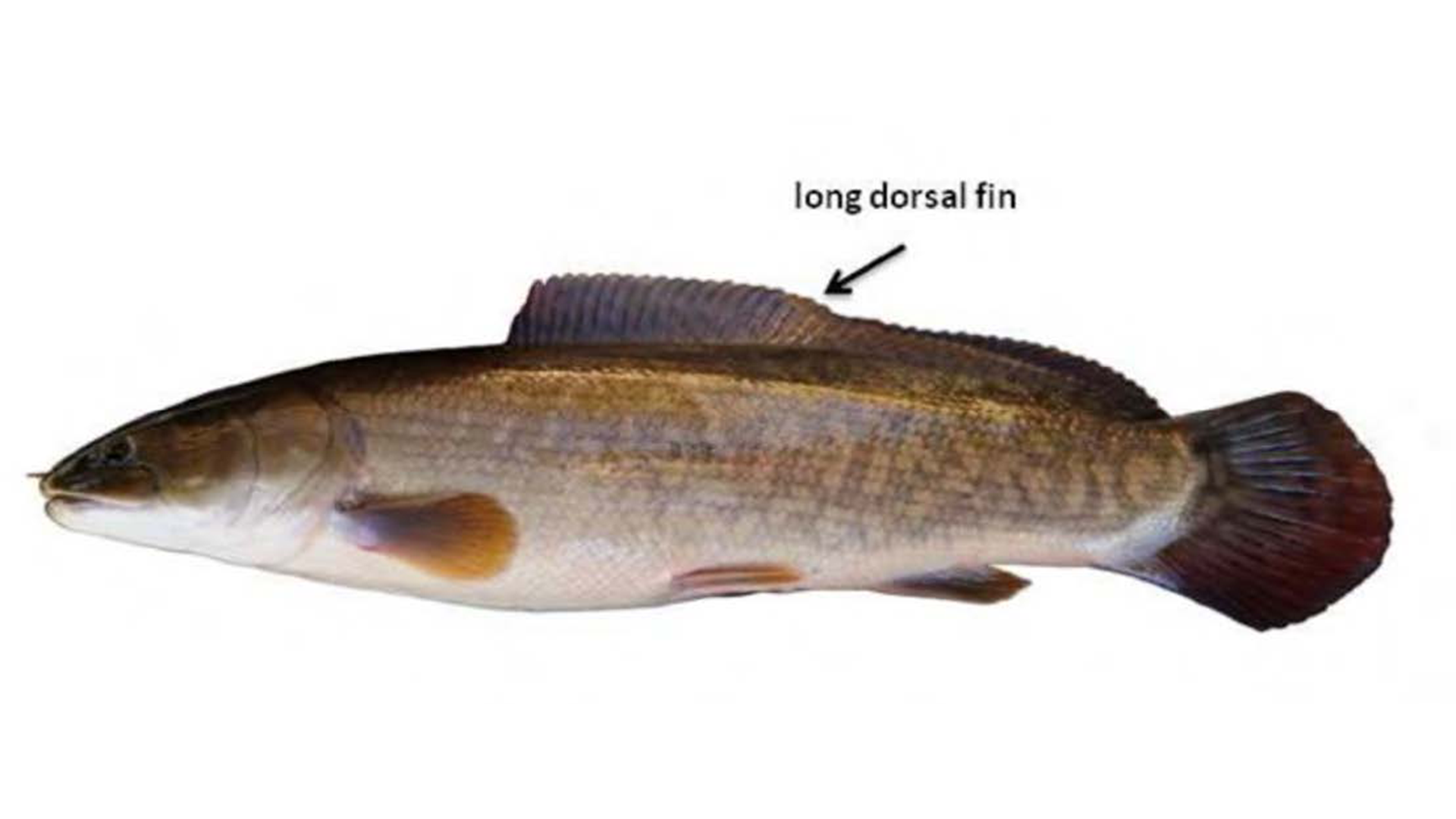 Bowfin | Mississippi Department of Wildlife, Fisheries, and Parks