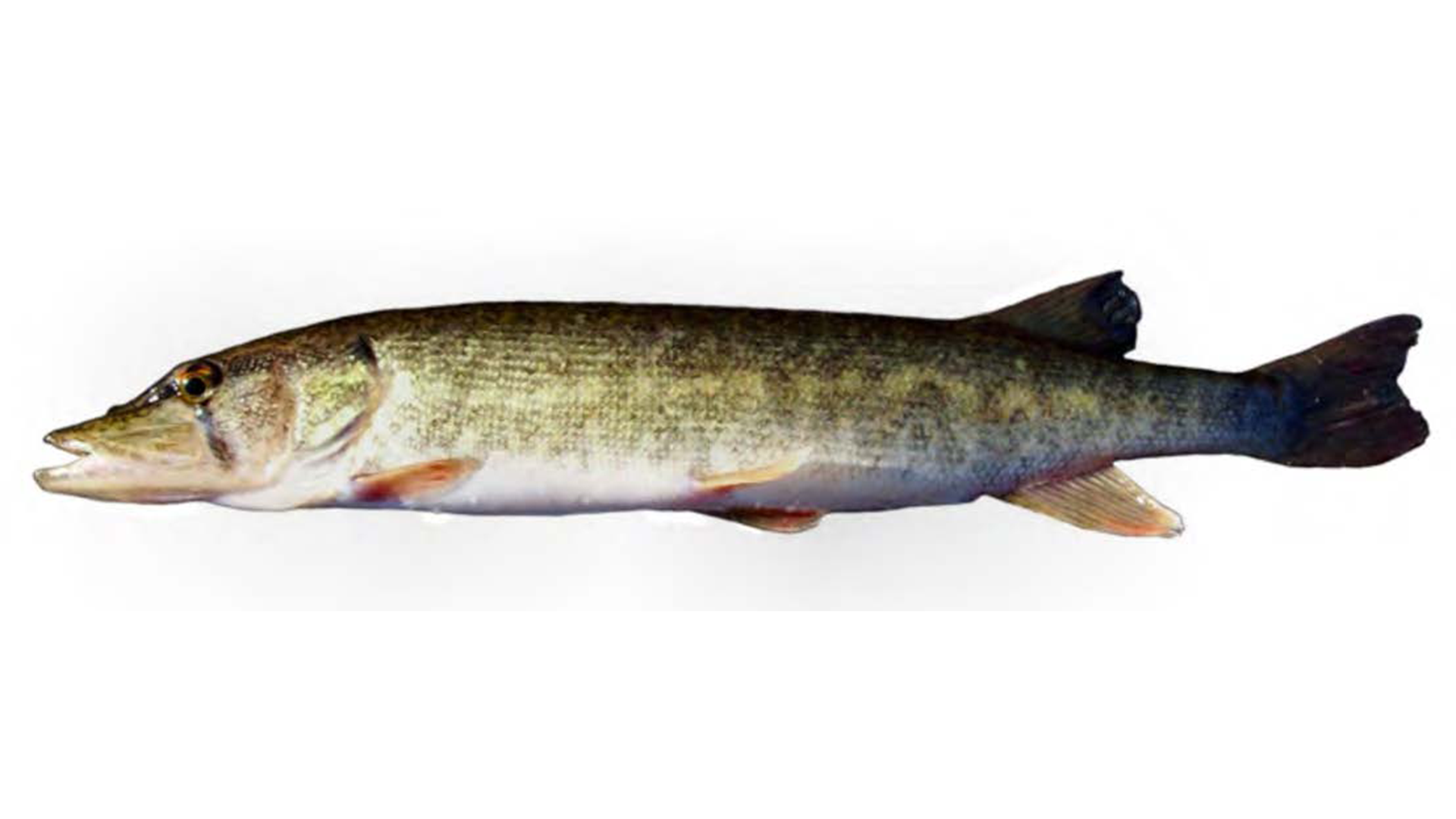 Chain/Redfin Pickerel | Mississippi Department of Wildlife, Fisheries ...