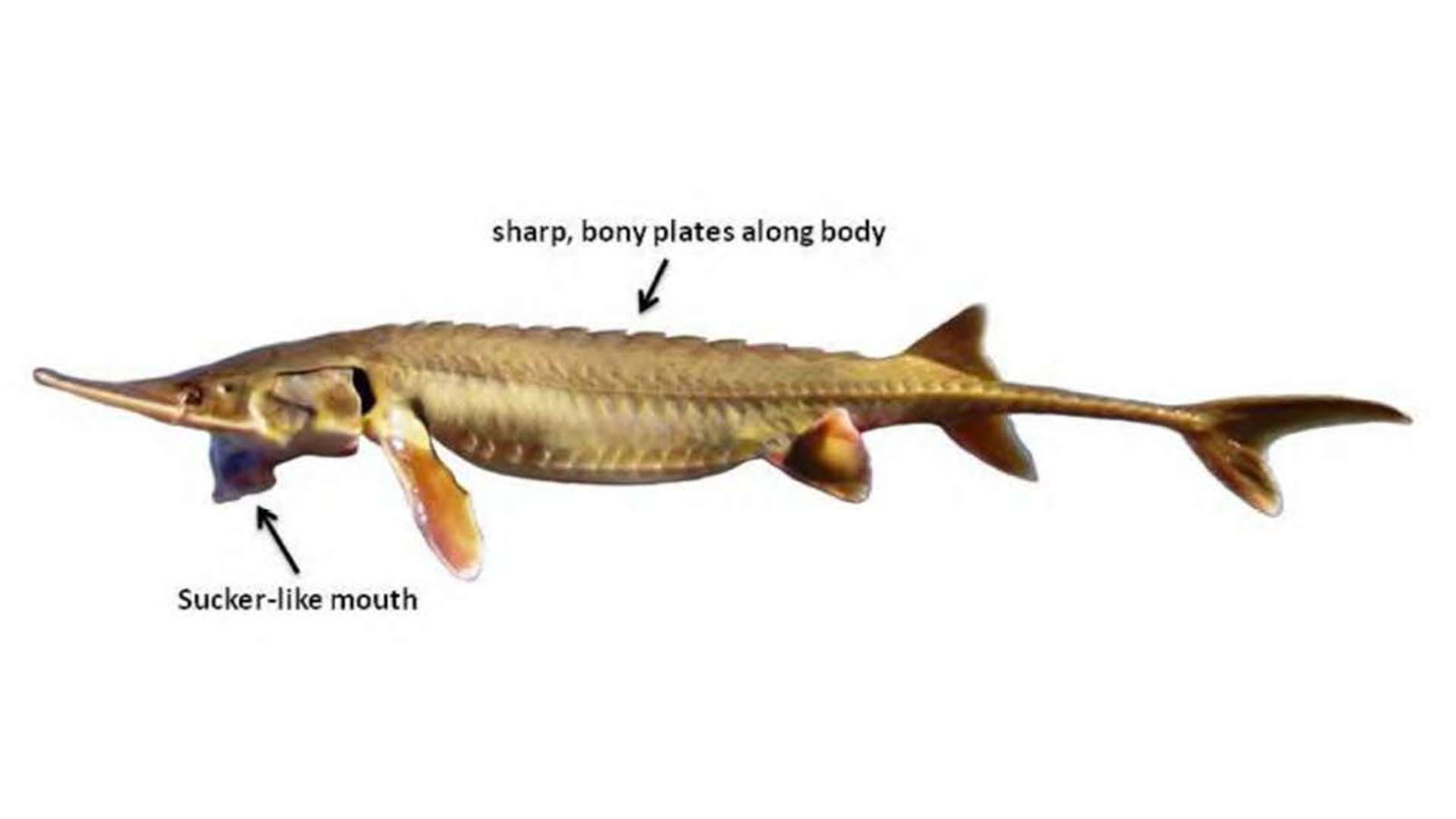 Shovelnose Sturgeon | Mississippi Department of Wildlife, Fisheries ...