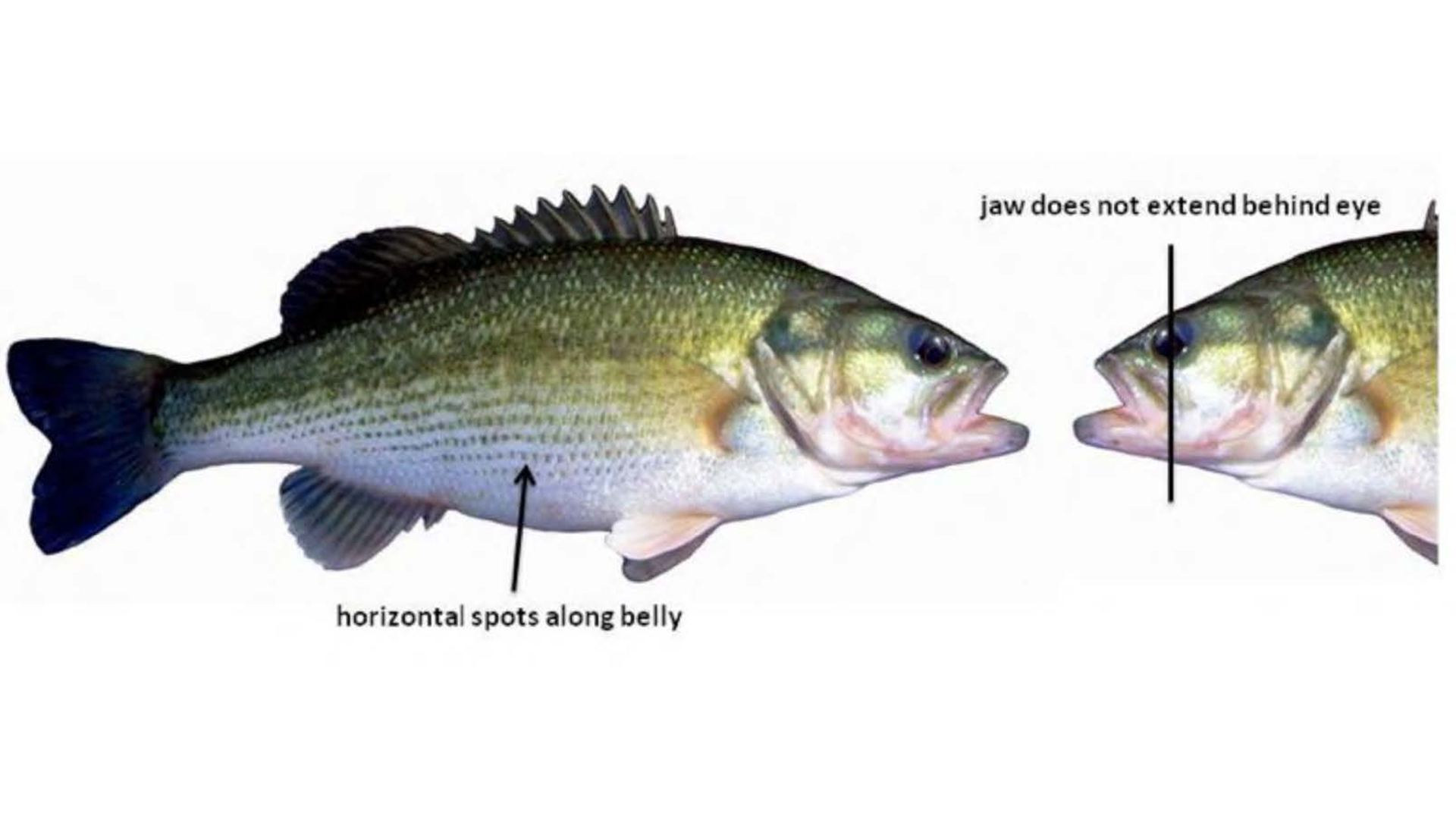 Spotted Bass | Mississippi Department of Wildlife, Fisheries, and Parks
