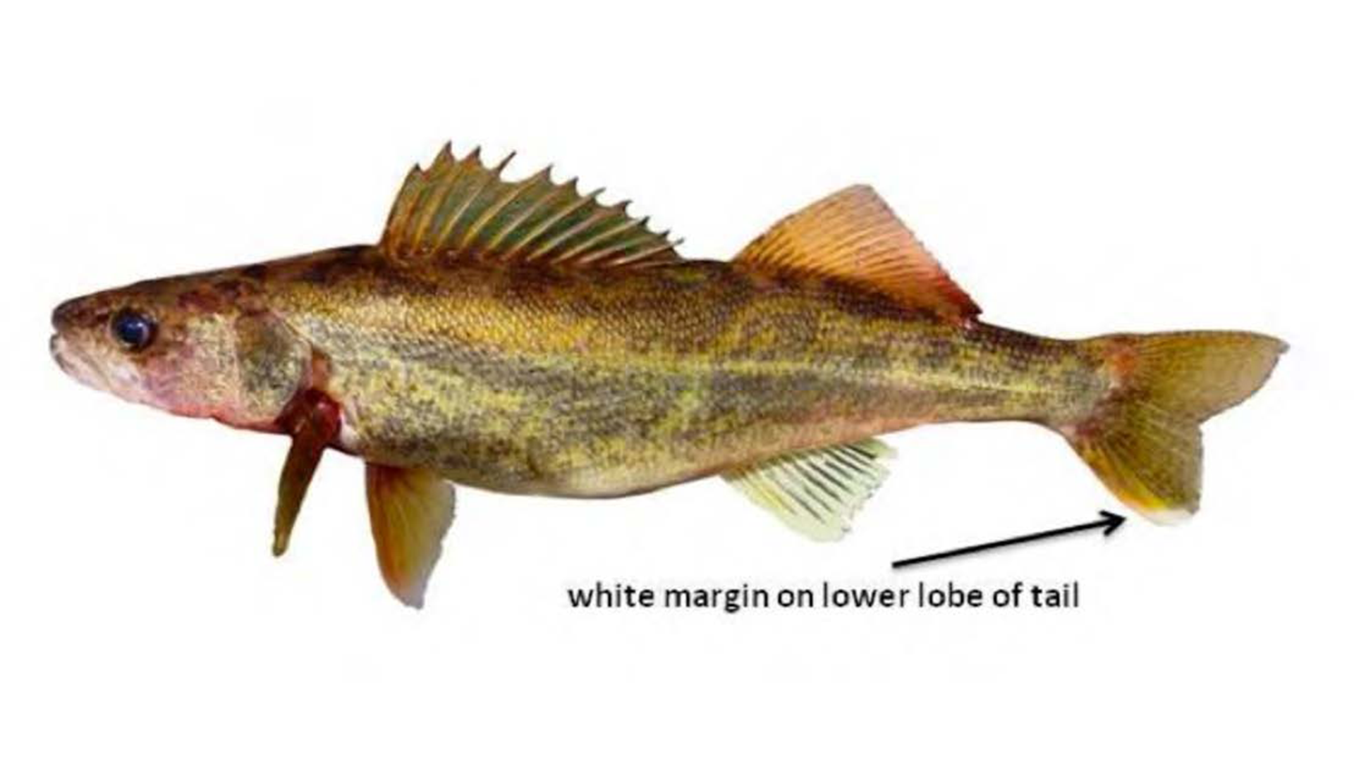 Walleye | Mississippi Department of Wildlife, Fisheries, and Parks