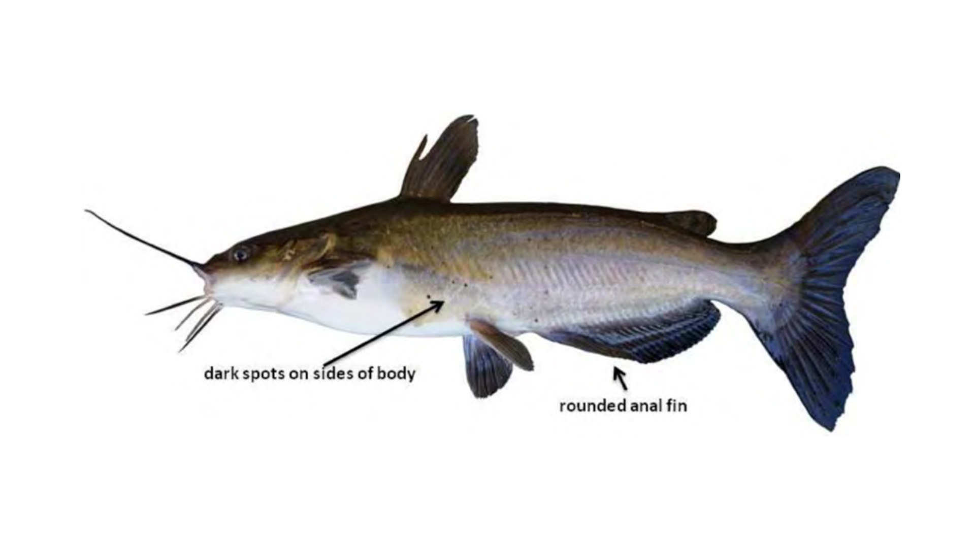 Channel Catfish | Mississippi Department of Wildlife, Fisheries, and Parks