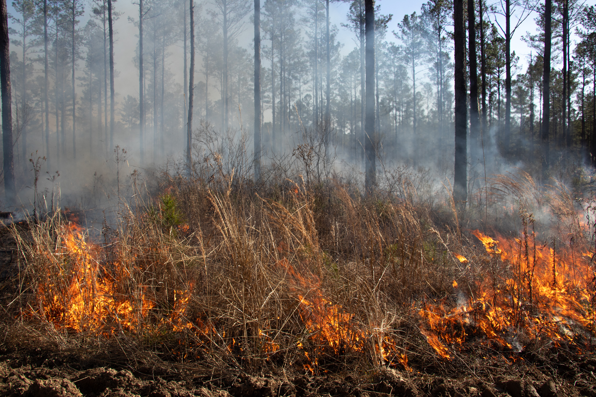 Introduction to Prescribed Fire Workshop | Mississippi Department of ...